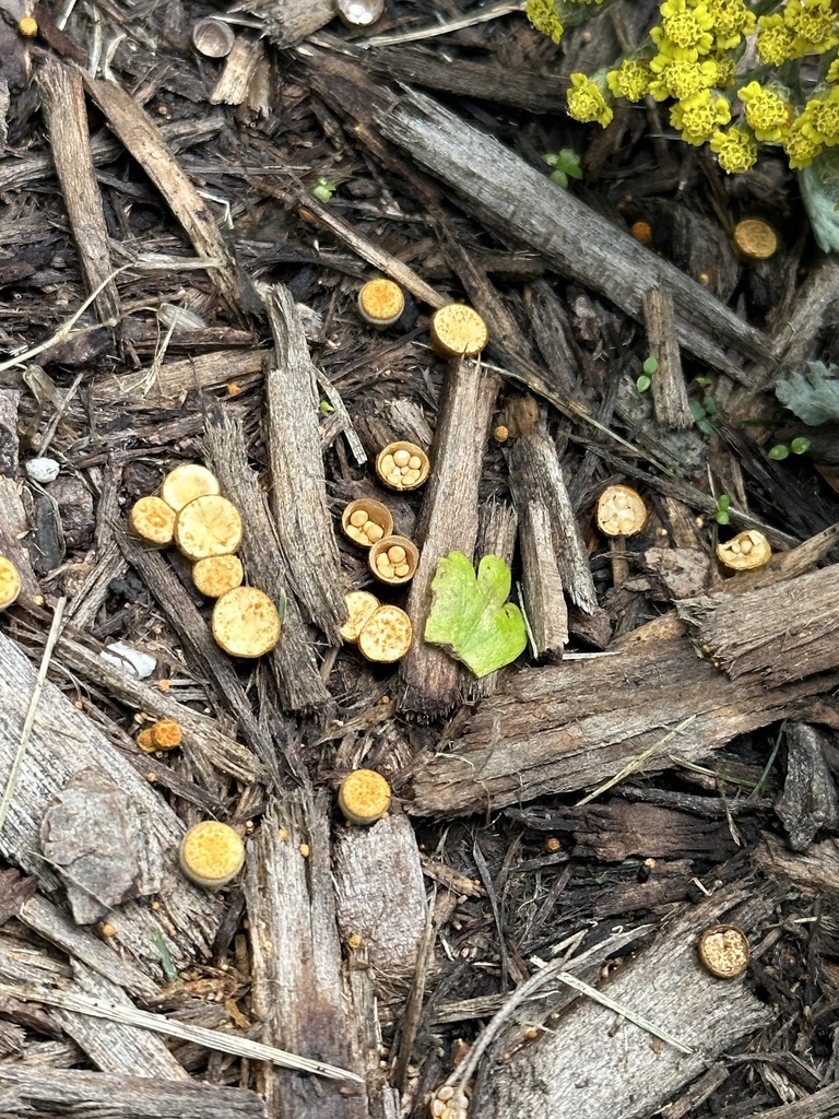 Crucibulum from Frick Ave, Mount Pleasant, PA, US on September 30, 2023 ...
