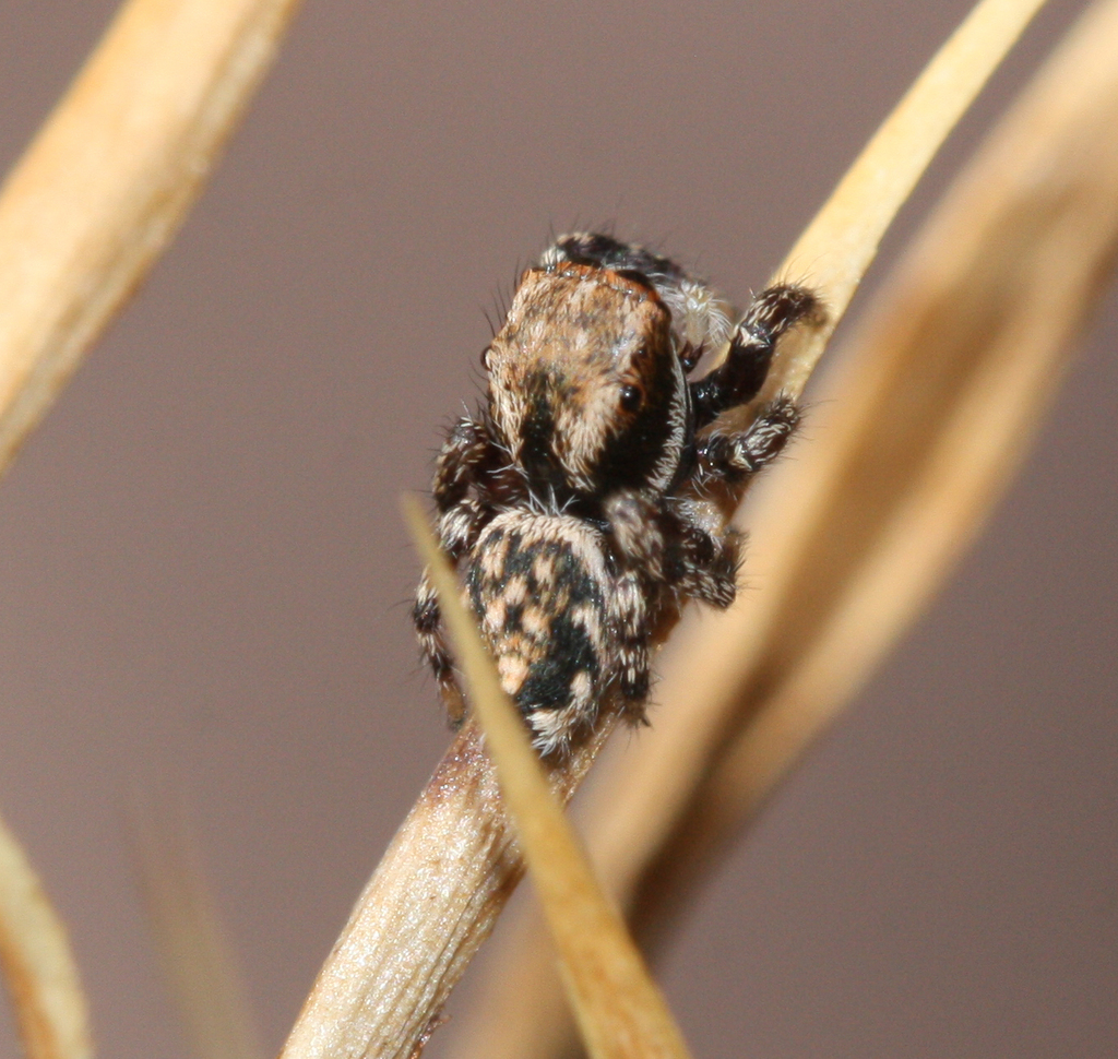 Jumping Spiders from Alamo Canyon, Ajo, AZ 85321, USA on September 23 ...