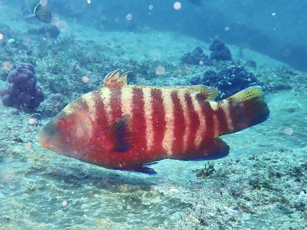 Natal Wrasse from Indian Ocean, KZN, ZA on September 8, 2023 at 11:00 ...