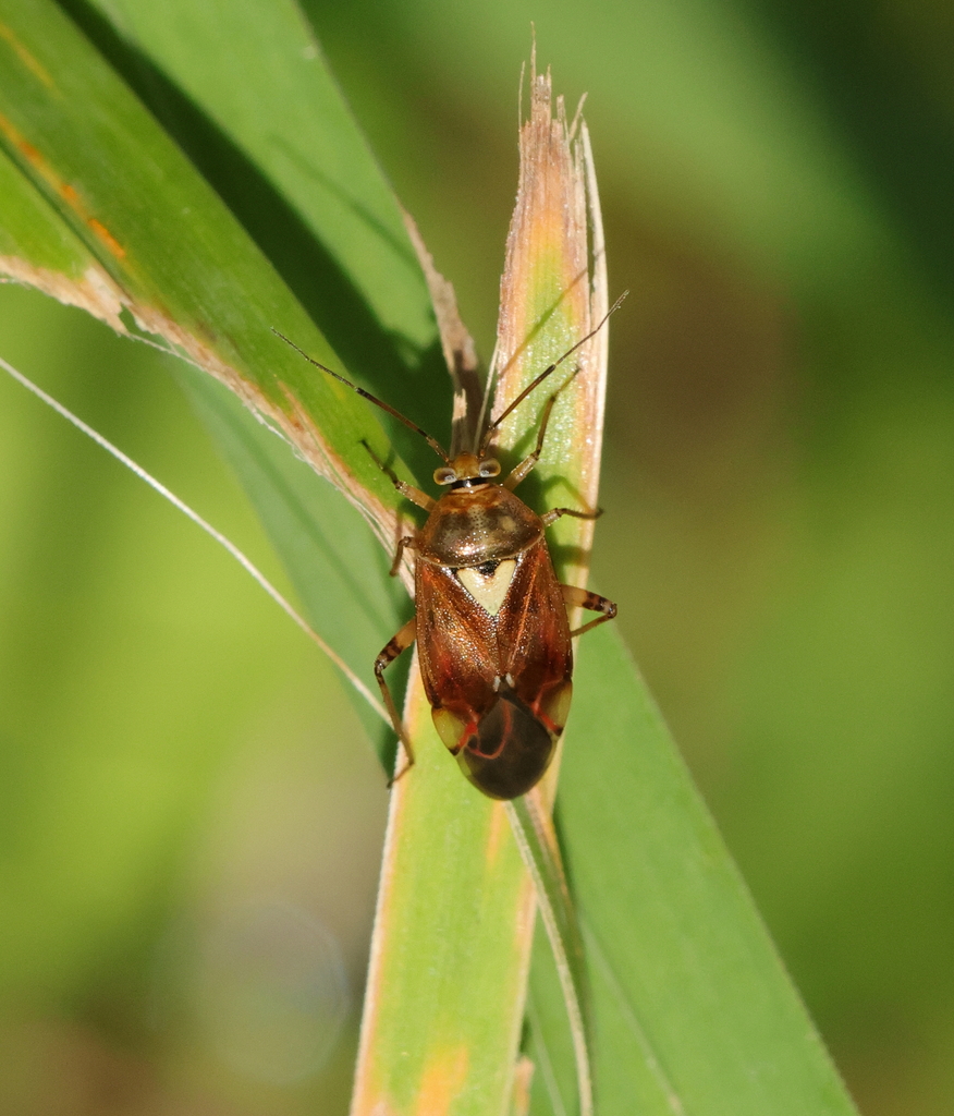 Lygus Bugs from Gonfreville-l'Orcher, France on September 30, 2023 at ...