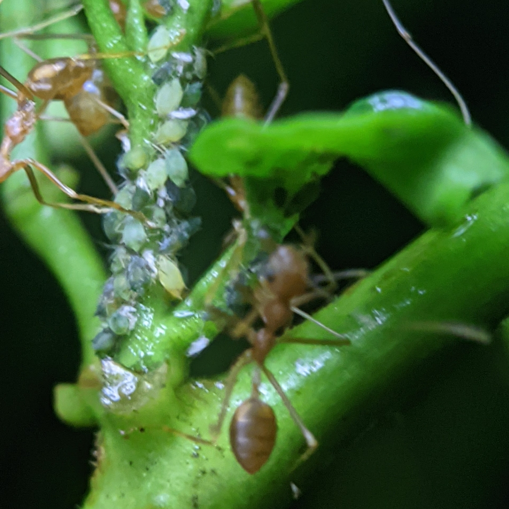Aphids and Allies from RF52+2X4, Edakkad, Kerala 670663, India on ...
