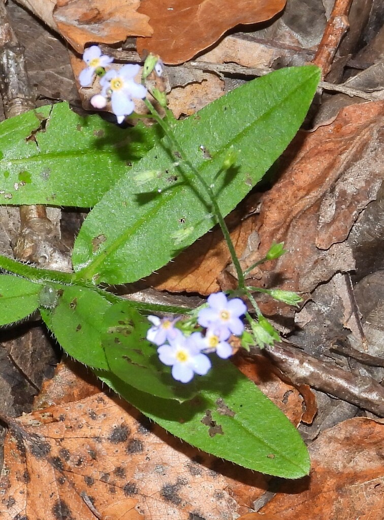 Tufted Forget-me-not from Мшага, Новгородская обл., Россия, 173511 on ...