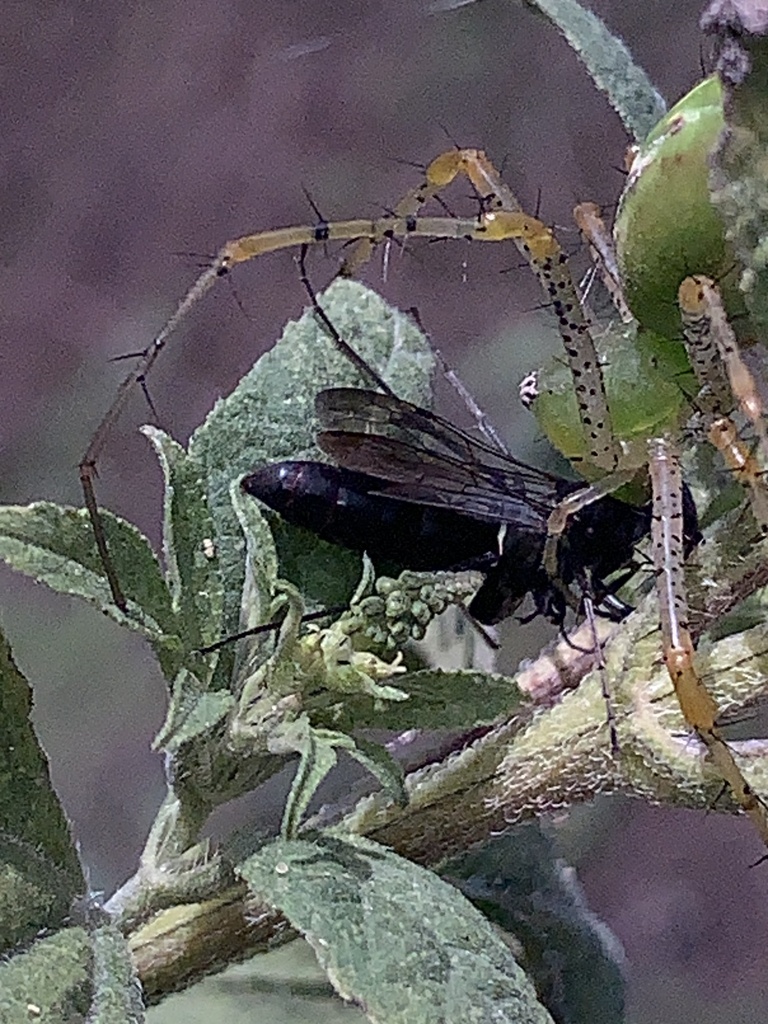 Spider Wasps from Alvin, TX, US on September 29, 2023 at 03:42 PM by ...