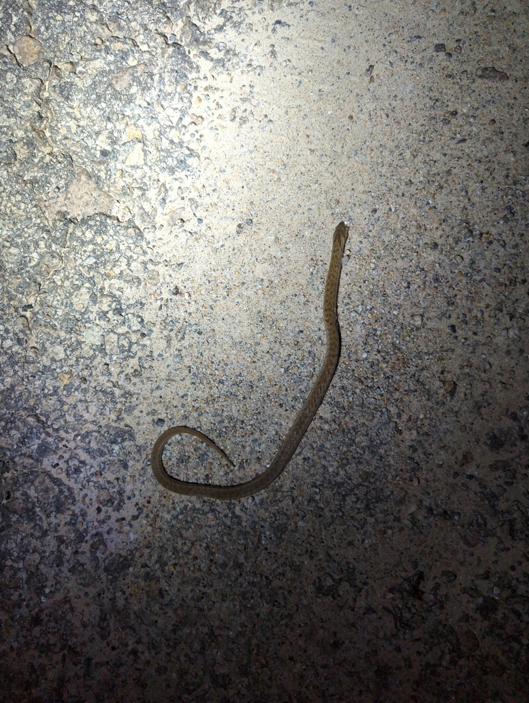 Black Cross-barred Kukri Snake in September 2023 by Adam Aslam ...