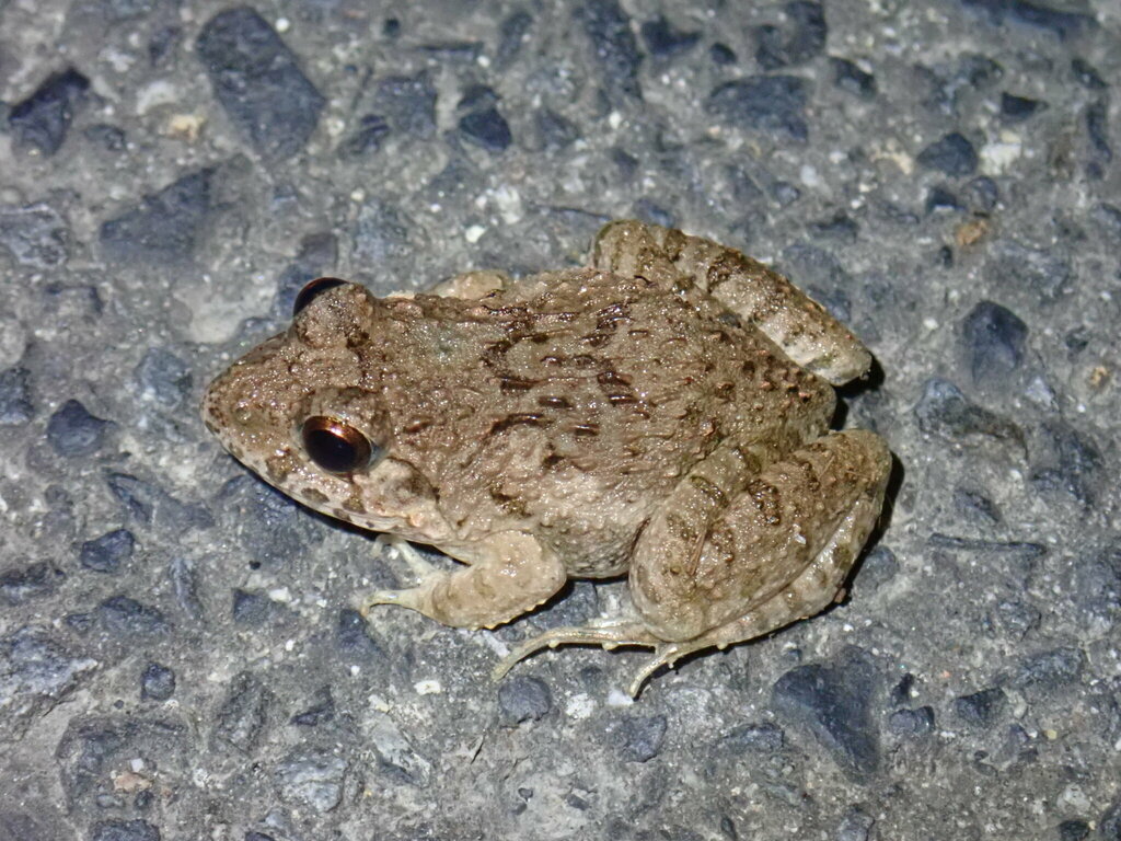 Rice field frog in September 2023 by yoh758. ヌマガエル · iNaturalist