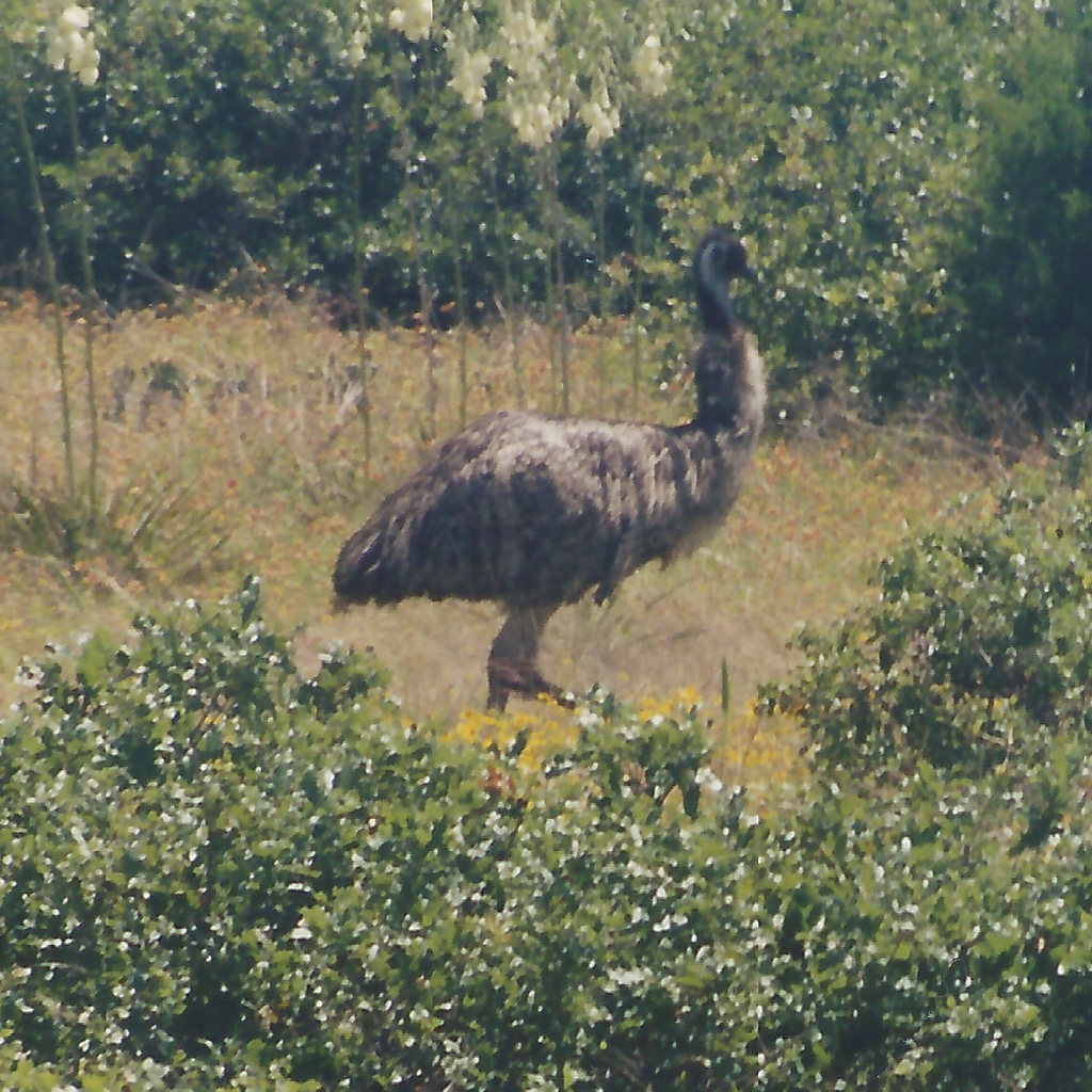 Emu from Eckhardt NW Tract, Balcones Canyonlands NWR, Burnet Co., TX on ...
