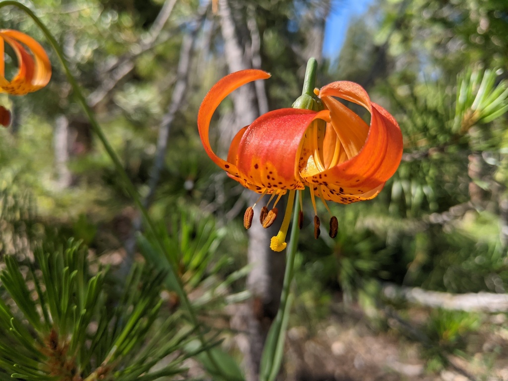 shasta lily from Siskiyou County, CA, USA on July 20, 2022 at 09:33 AM ...