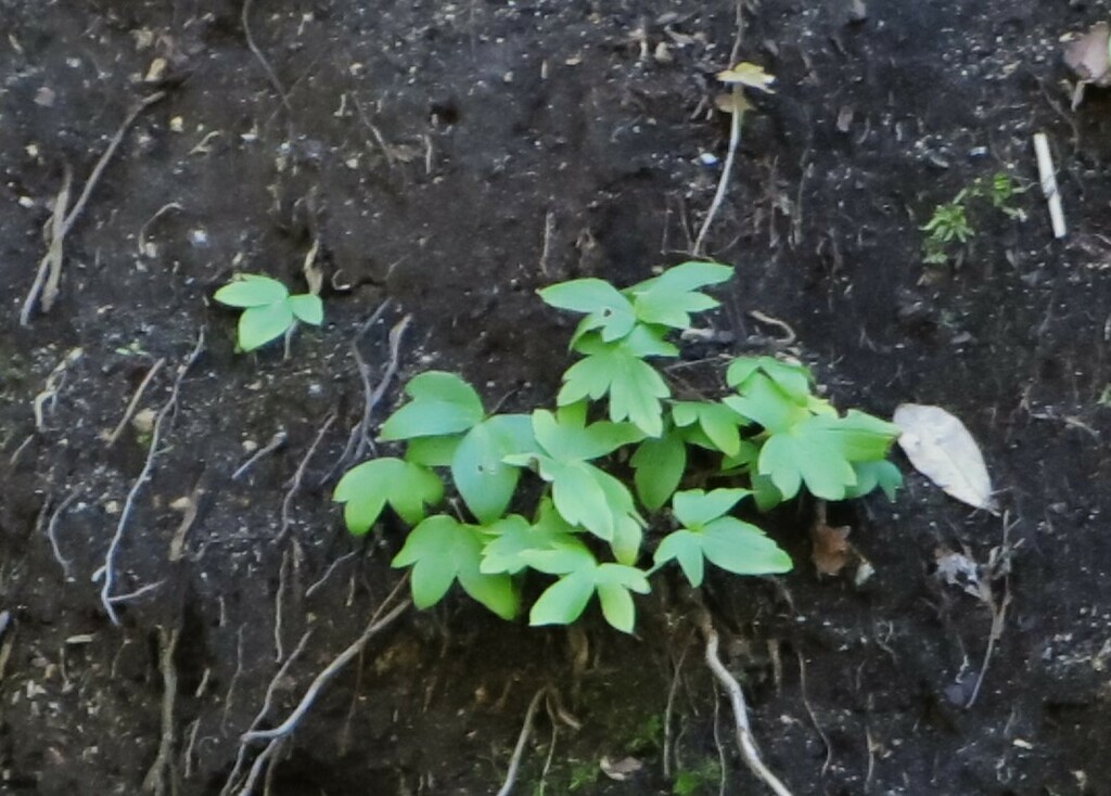 Moschatel from Salt Lake County, UT, USA on September 25, 2023 at 12:22 ...