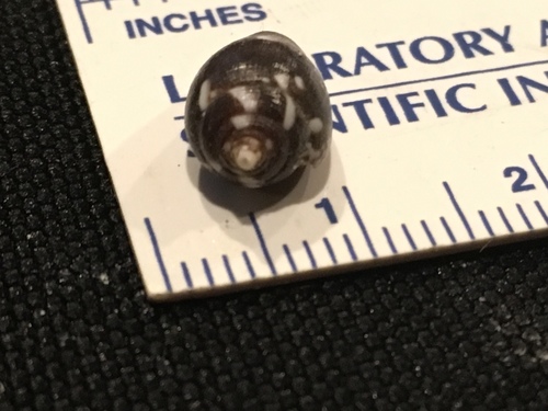 Kolumbela homolicovitá (Parametaria macrostoma)