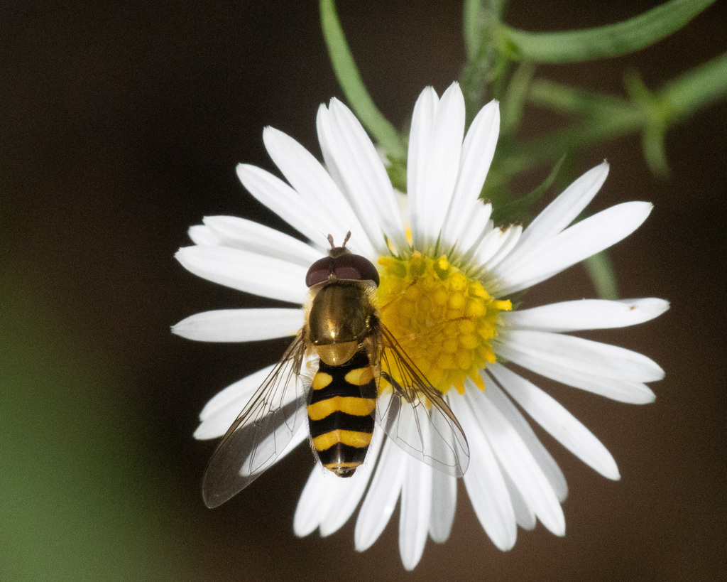Common Flower Flies from Northumberland County, PA, USA on September 30 ...