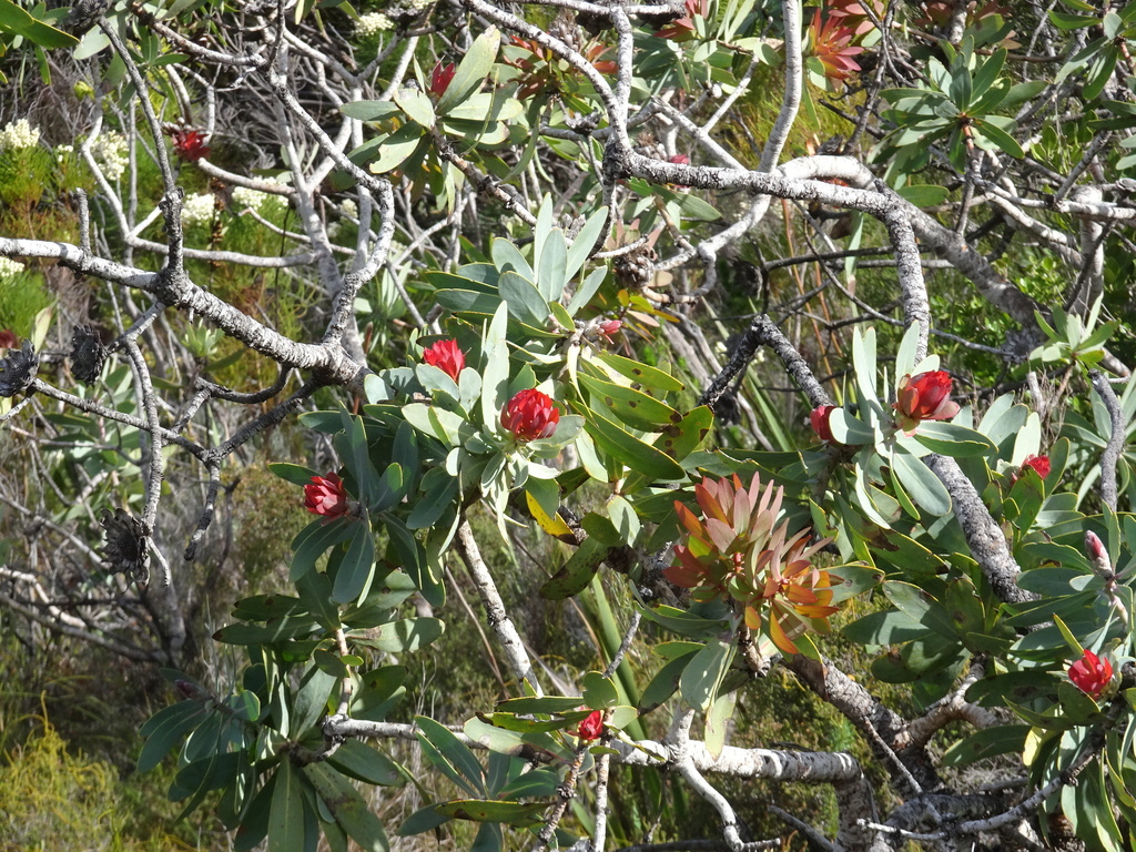 Wagon Tree from Overberg District Municipality, South Africa on ...