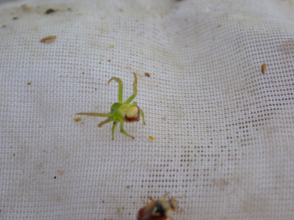 Triangle Crab Spider from Mein Hang, Bonisdorf, Bezirk Jennersdorf ...
