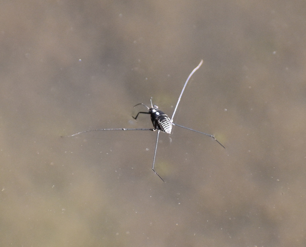 Metrobates hesperius from Galesburg, MI 49053, USA on September 30 ...