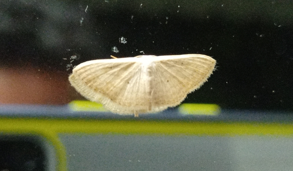 Scopula from Indian Institute of Science Education and Research Kolkata ...