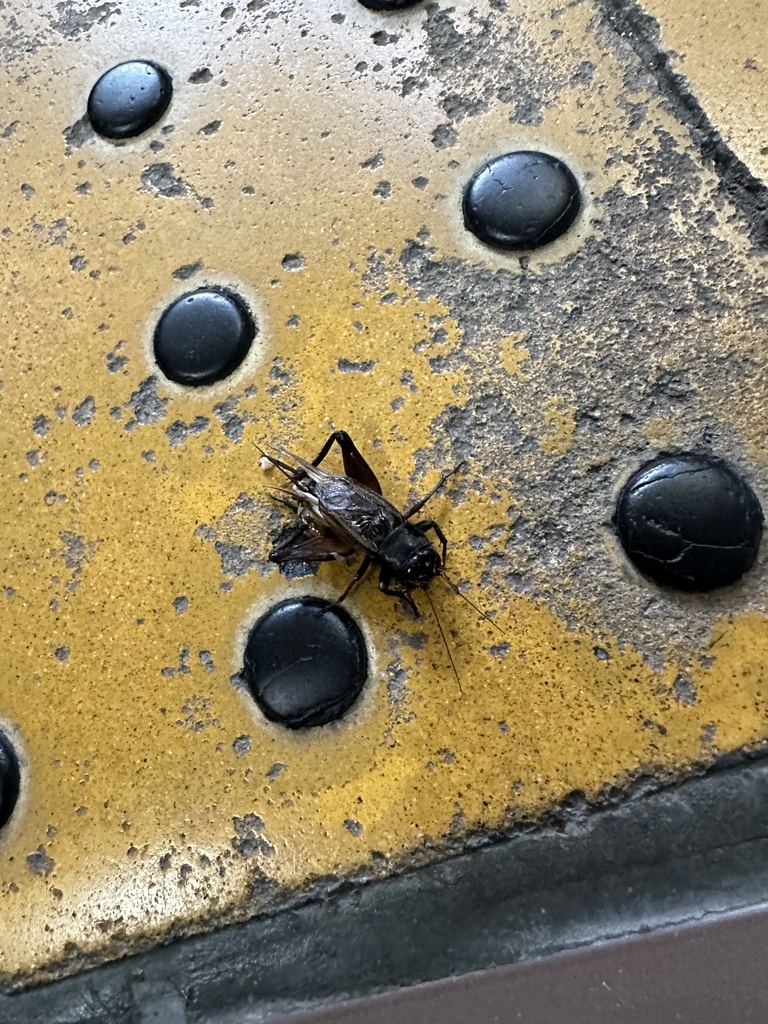 Emma Field Cricket from 草薙1丁目, 静岡市清水区, 静岡県, JP on September 30, 2023 at ...