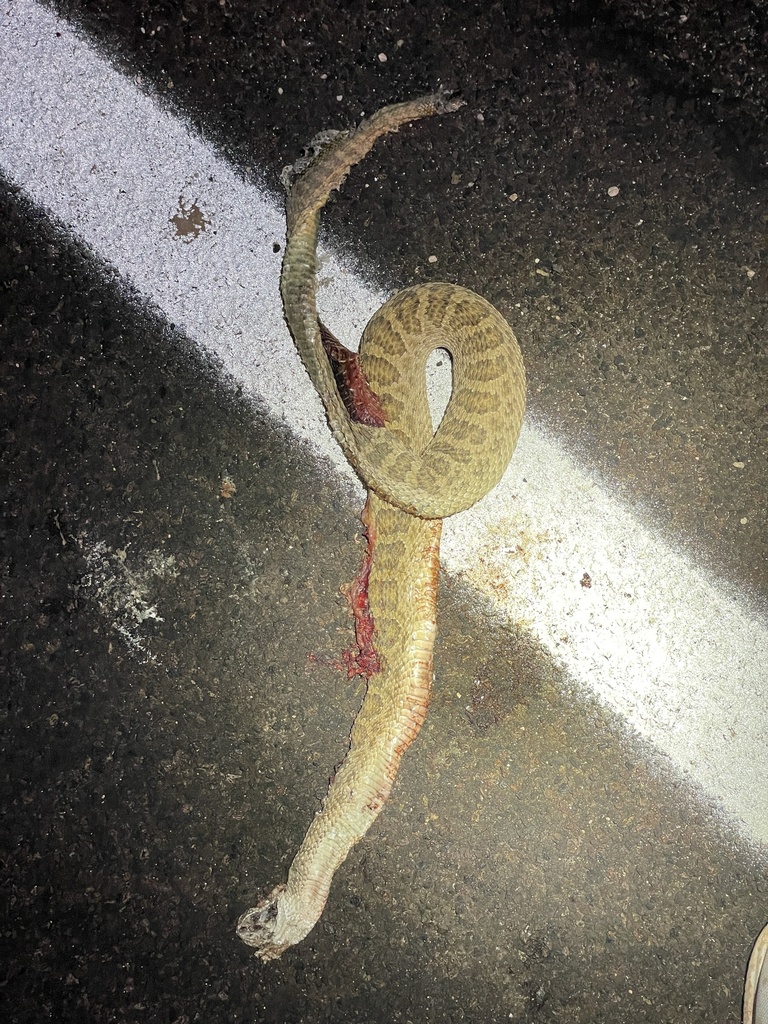 Prairie Rattlesnake from NM-469, Grady, NM, US on September 30, 2023 at ...