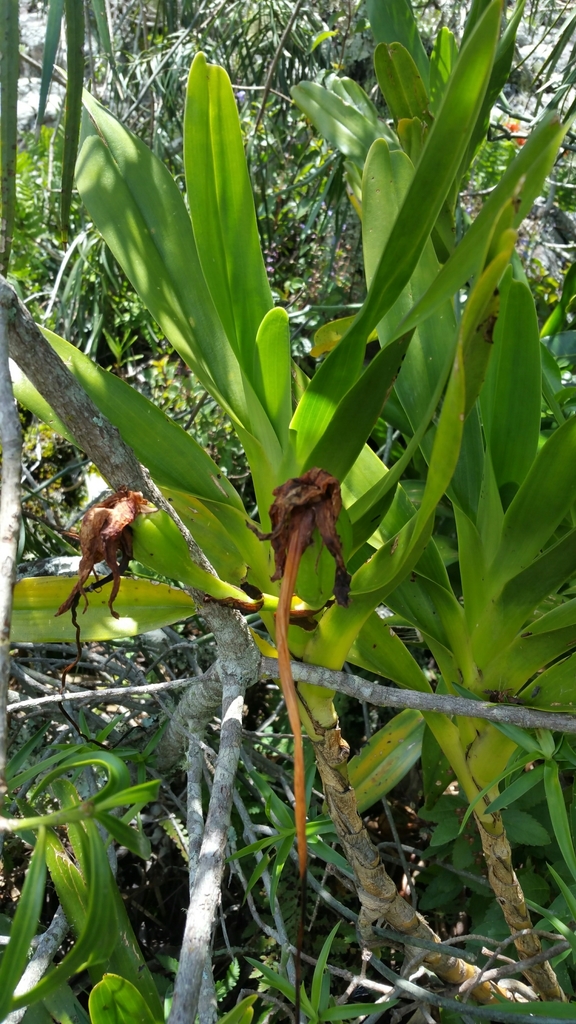 Angraecum sororium in February 2019 by Franck Rakotonasolo · iNaturalist