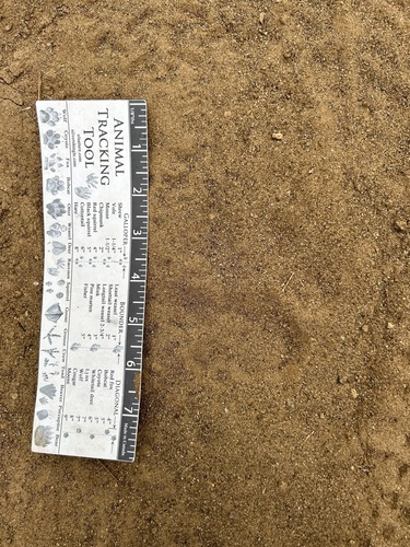 Mountain Lion Tracks – NatureTracking