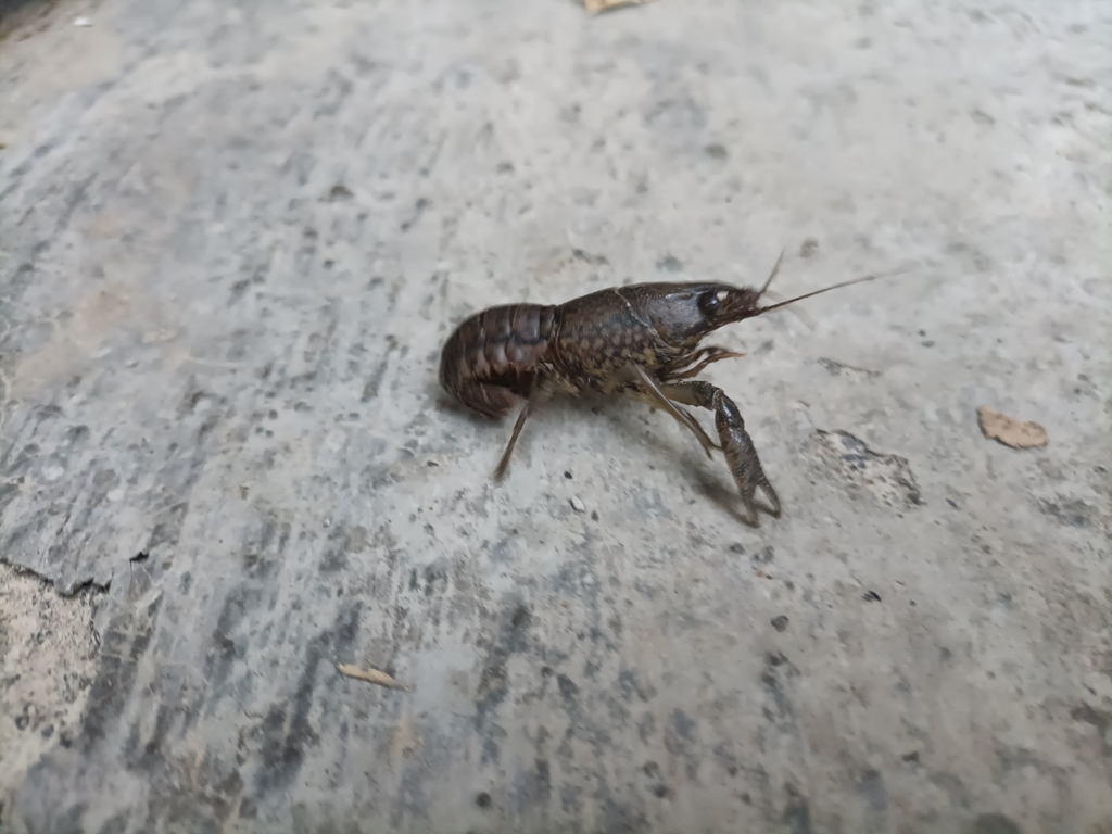Red Swamp Crayfish from 35017 Los Hoyos, Las Palmas, Spain on September ...