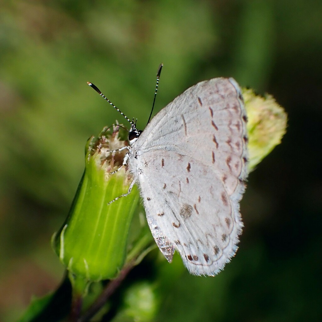 Summer Azure from Staten Island, NY, USA on September 3, 2023 at 04:08 ...