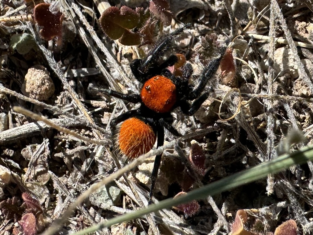 Apache Jumping Spider from County Road G, Cortez, CO, US on September ...