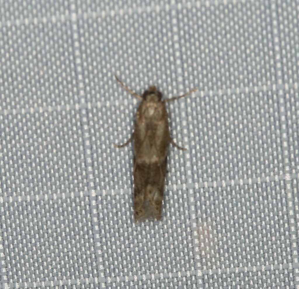 Brower's Vitula Moth from Métis-sur-Mer, La Chanterie, QC, Canada on ...