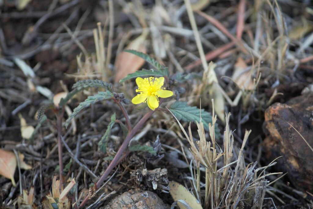 Gusha from West Rand District Municipality, South Africa on September ...