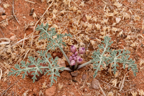 Cymopterus multinervatus · iNaturalist Mexico