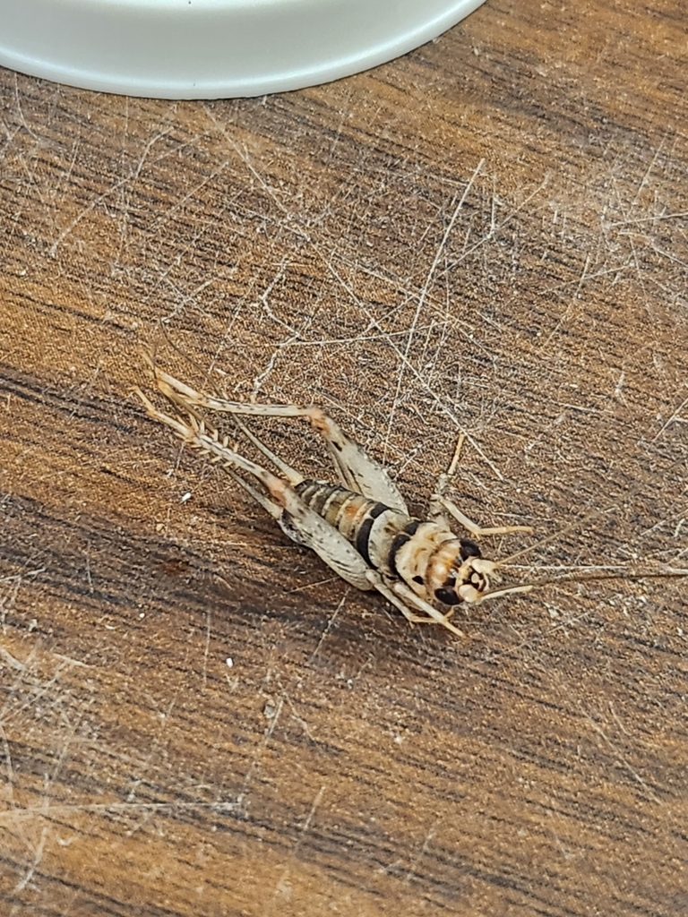 Tropical House Cricket from Davie, FL 33317, USA on September 30, 2023 ...