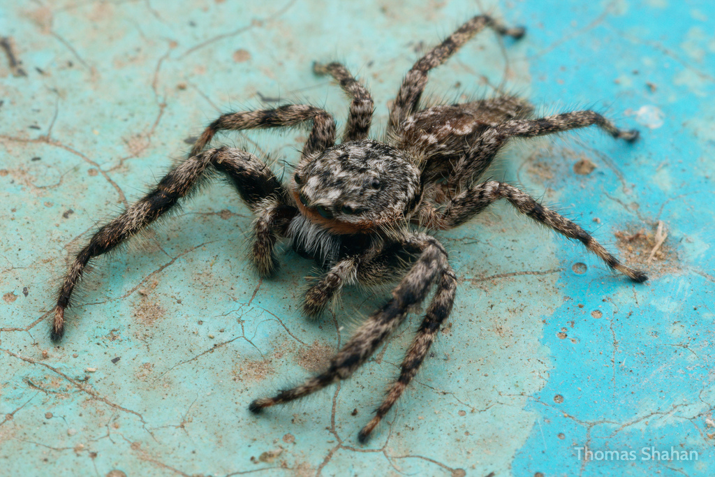Tan Jumping Spider in September 2023 by Thomas Shahan · iNaturalist