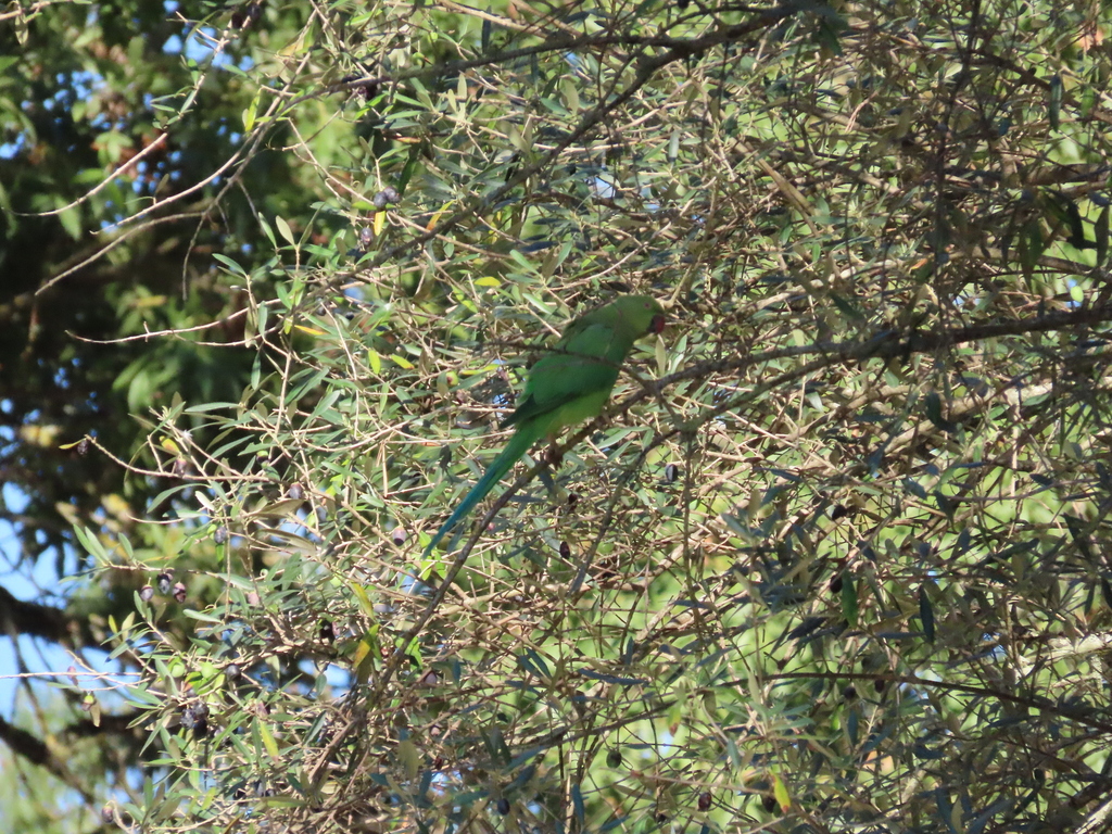 Rose-ringed Parakeet from Lisboa, Portugal on September 29, 2023 at 05: ...