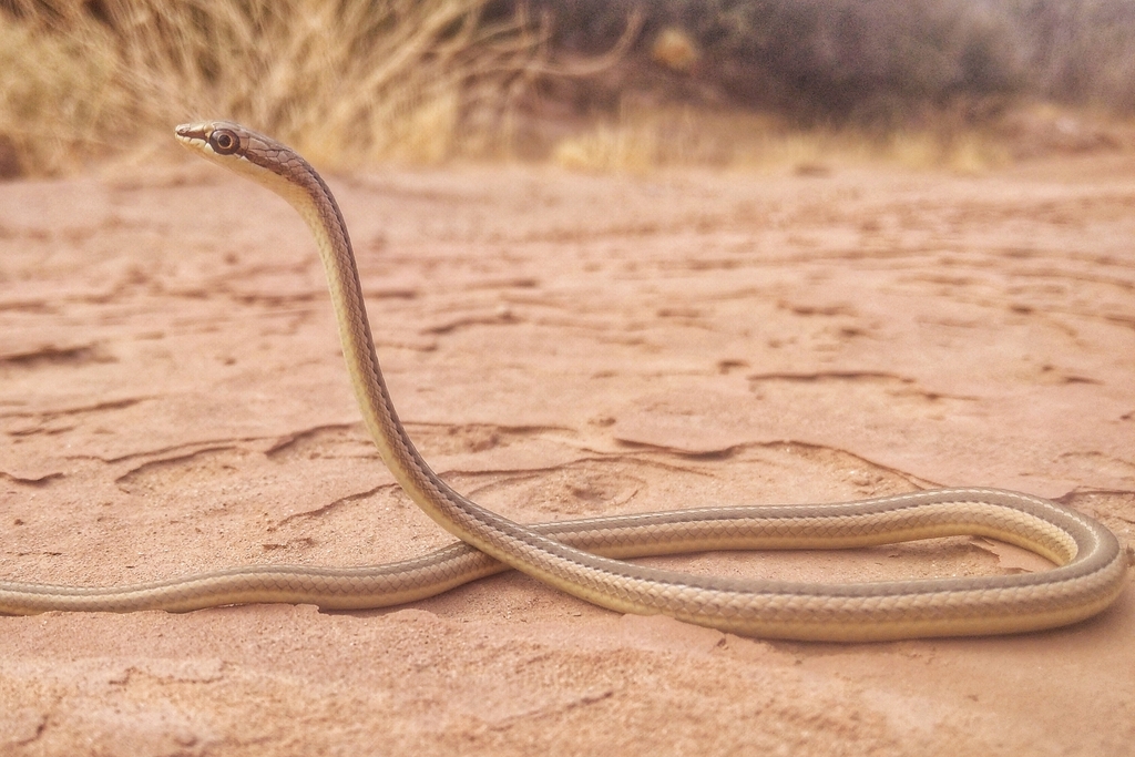 Forskal Sand Snake from CHV8+958, Taghezoute, Maroc on August 27, 2022 ...