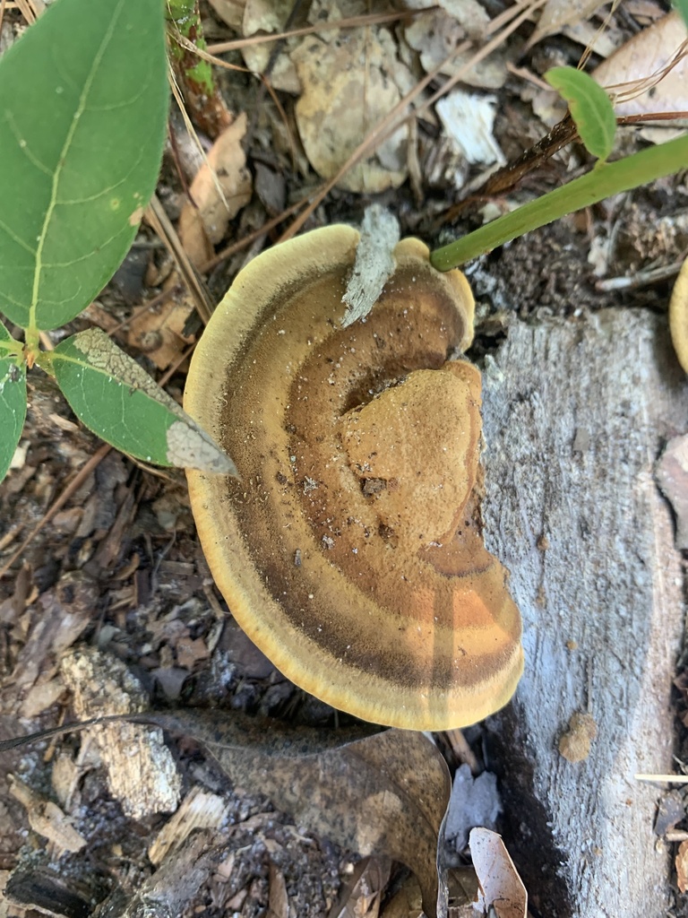 shelf fungi from Skidaway Island State Park, Savannah, GA, US on ...