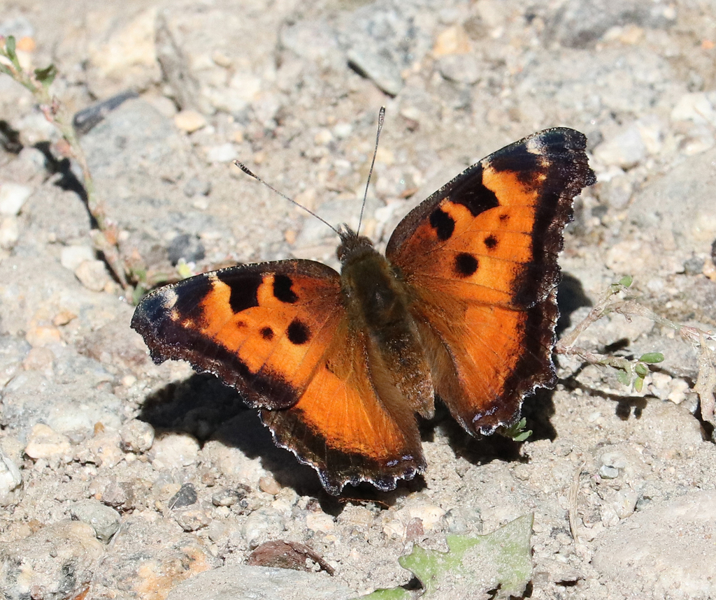 California Tortoiseshell from Inyo County, CA, USA on September 26 ...