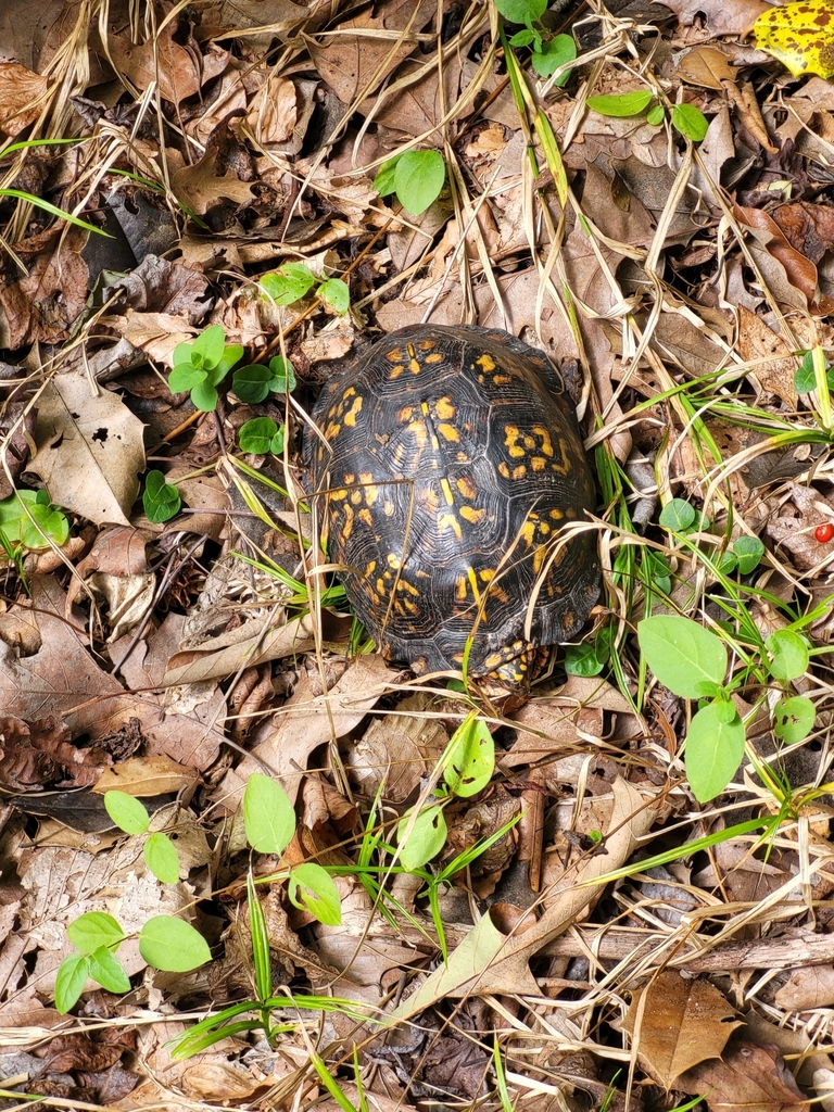 Common Box Turtle in September 2023 by Danica · iNaturalist