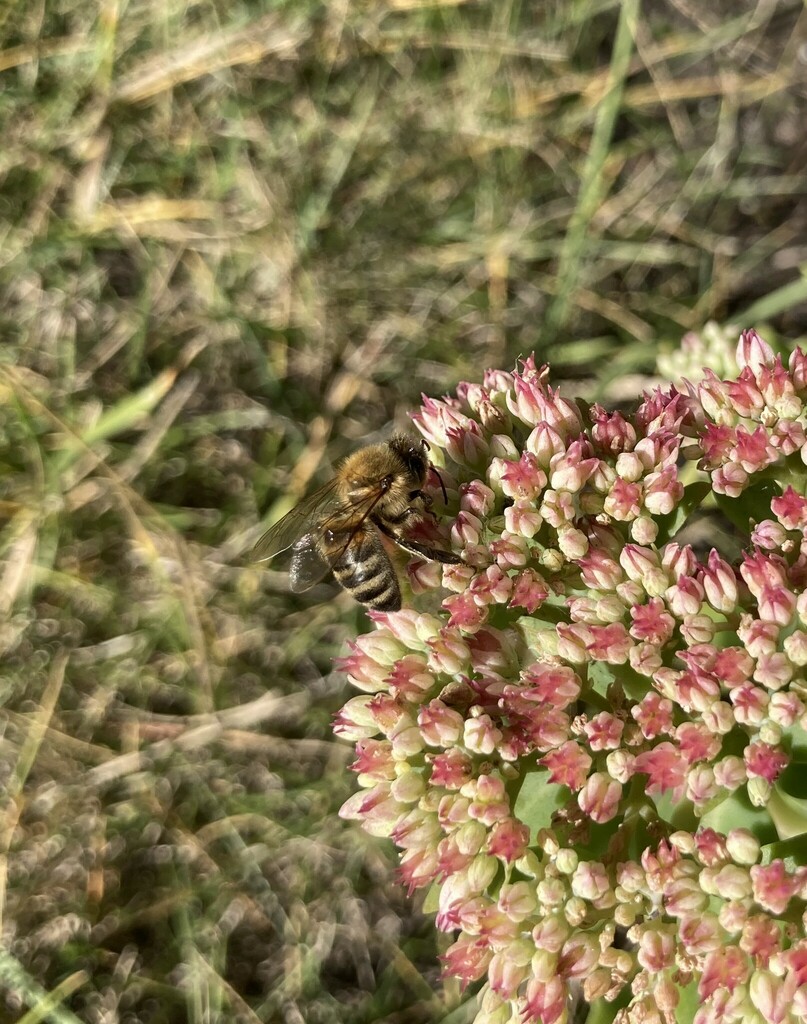 Western Honey Bee from Douglasdale, Calgary, AB T2Z, Canada on ...