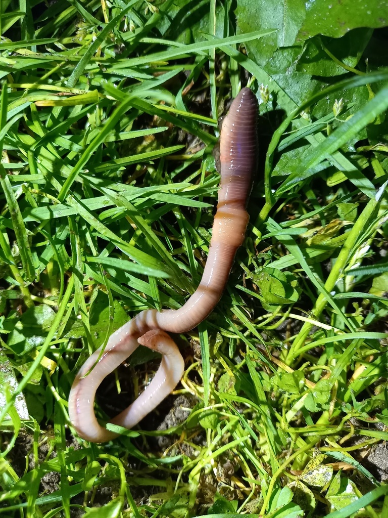 Common Earthworm from Ветлужский, Нижегородская обл., Россия on ...