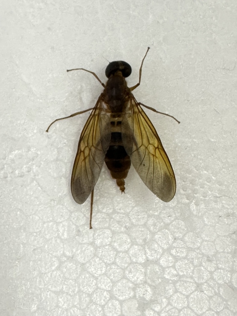 Ptecticus aurifer from ふじのくに地球環境史ミュージアム, 静岡市駿河区, 静岡県, JP on September ...