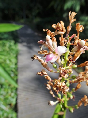Alpinia aquatica · iNaturalist
