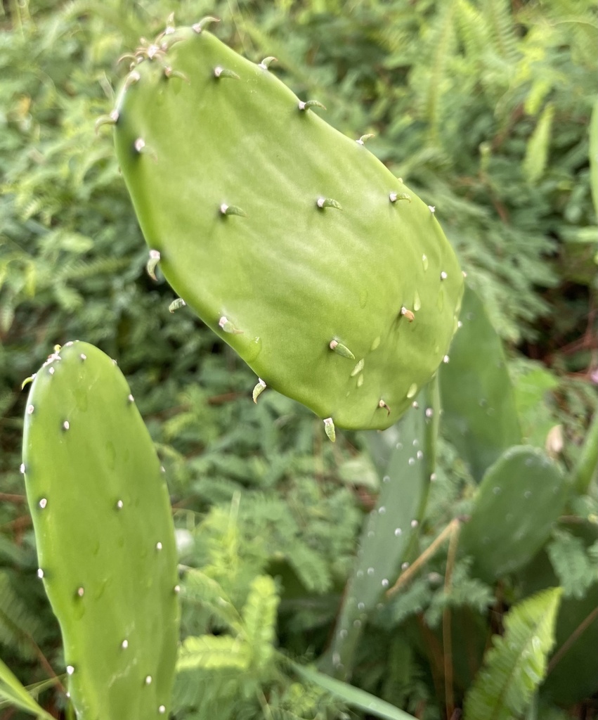 Cochineal Nopal Cactus from Pigeon Ave NE, Palm Bay, FL, US on ...