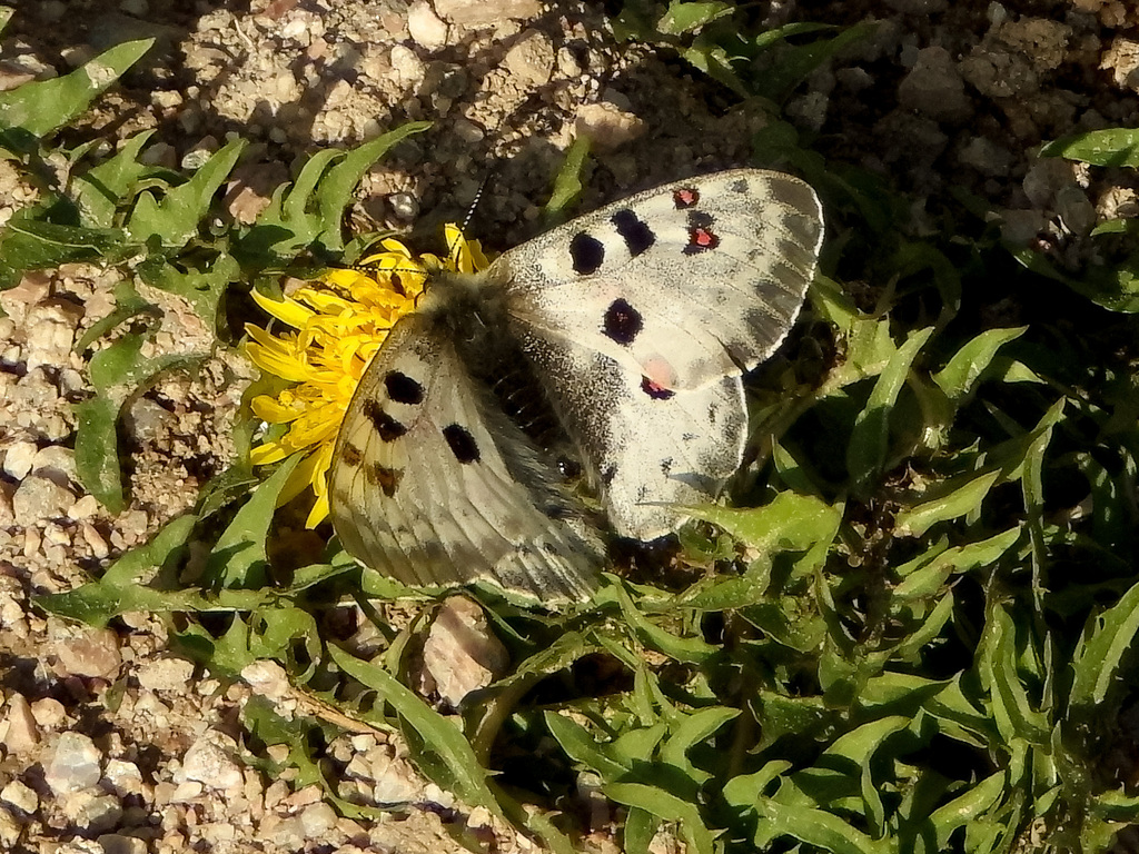 Parnassius actius from Ak-Suu District, Kirgistan on June 28, 2023 at ...