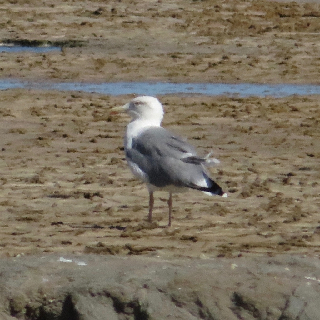 Large White-headed Gulls from La Palme, France on 30 September, 2023 at ...