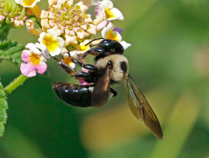 Eastern Carpenter Bee from Hills of Hays, San Marcos, TX 78666, USA on ...