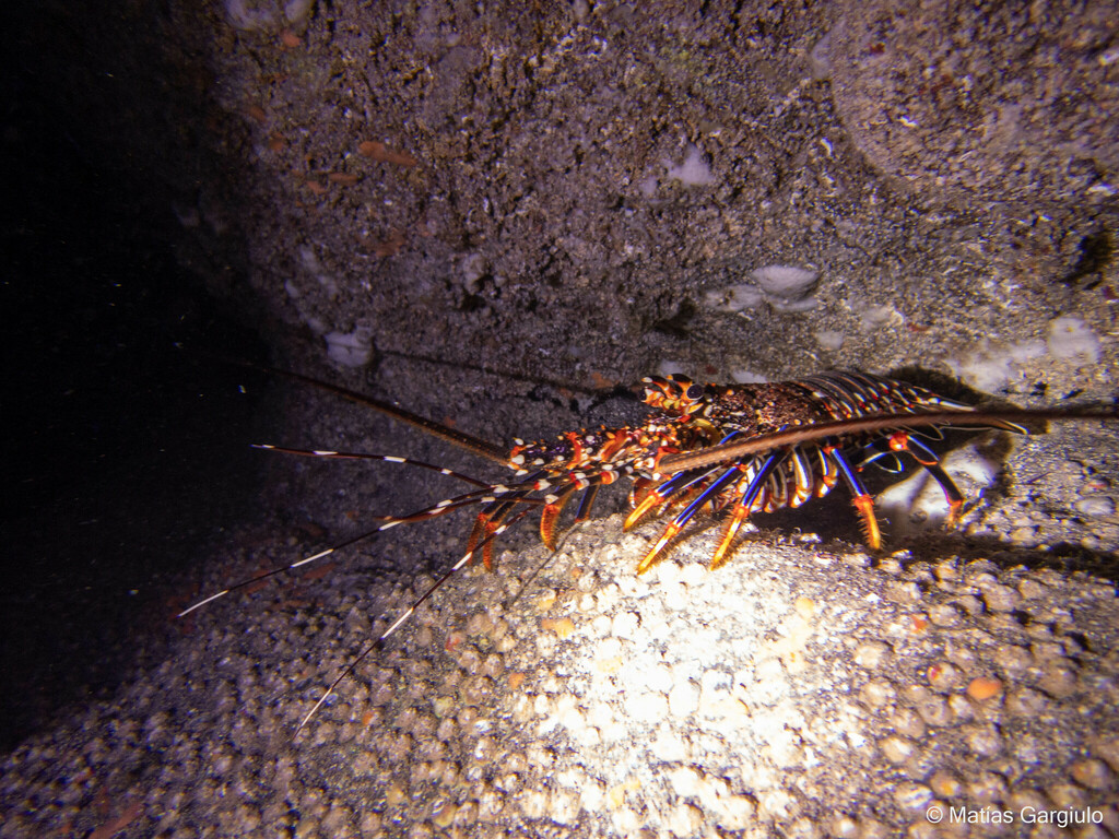 Easter Island Spiny Lobster from ísla de Pascua, CL-VS, CL on September ...