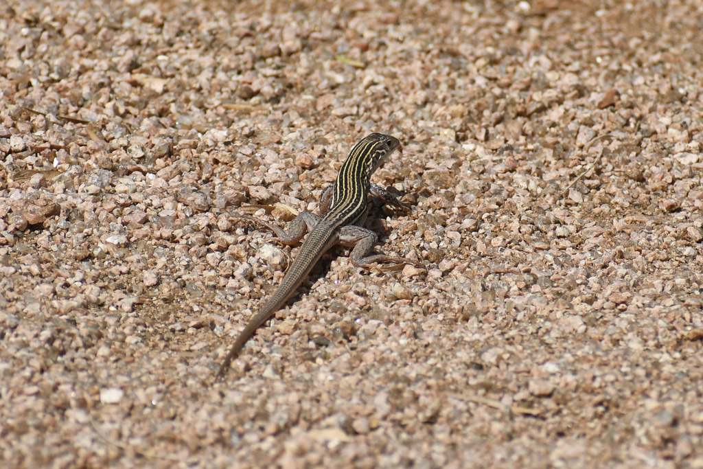Common Spotted Whiptail from South Side, Corpus Christi, TX, USA on ...