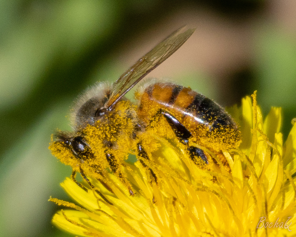 Western Honey Bee from Villa Elvira, Provincia de Buenos Aires ...
