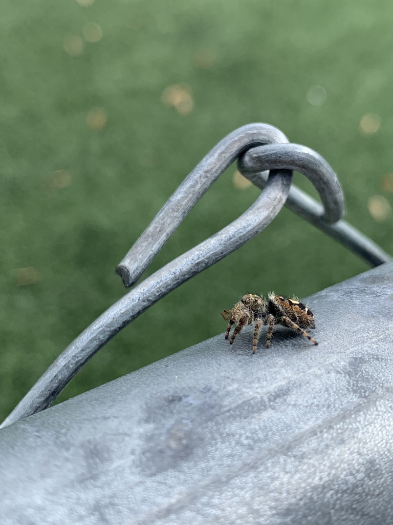 Bold Jumping Spider from Gonzaga University, Spokane, WA, US on ...
