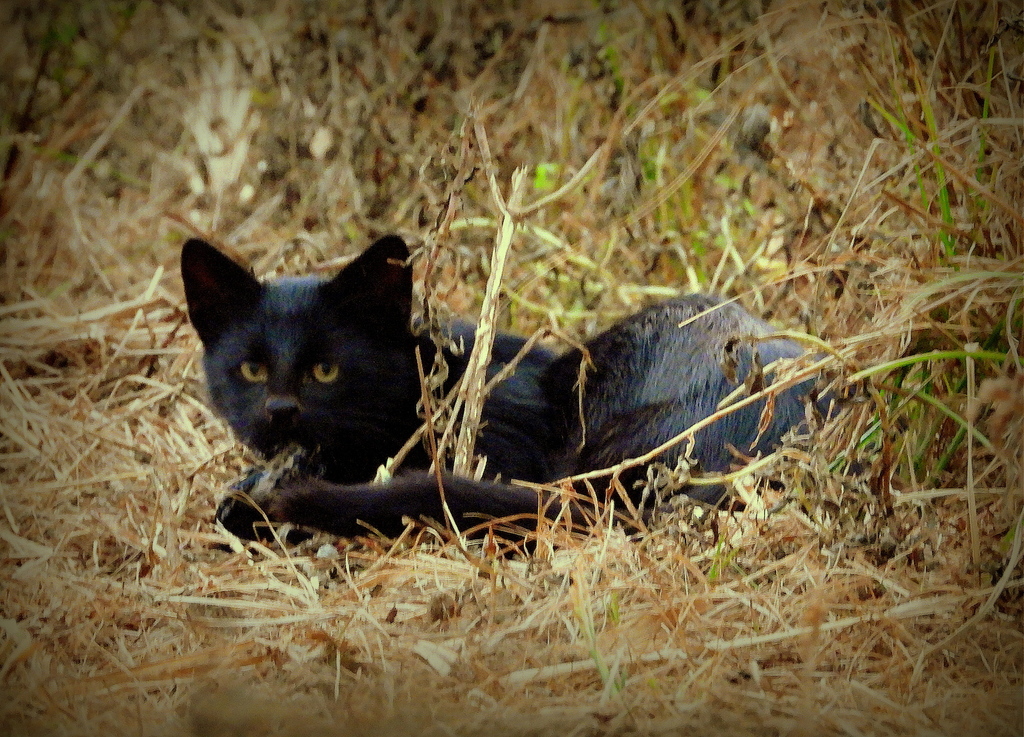 Pantanal Cat in September 2023 by KENNEDY BORGES. L. braccatus ...