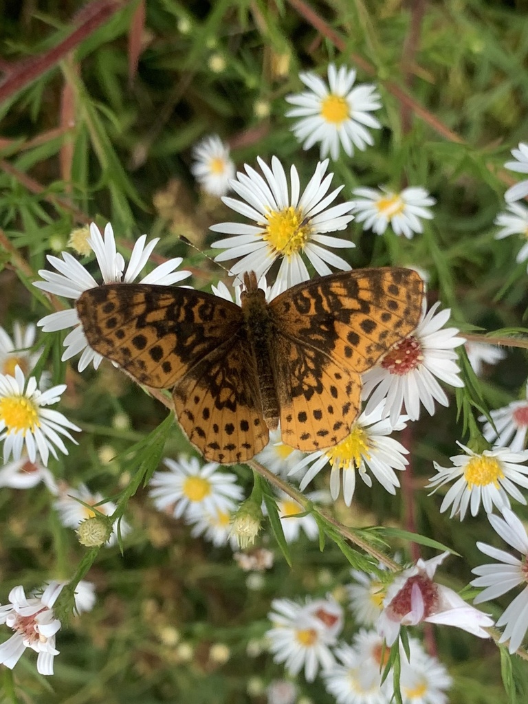 Meadow Fritillary from Danville, PA, US on September 30, 2023 at 12:09 ...