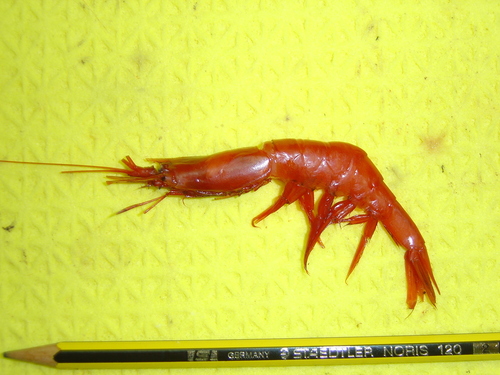 イトアシエビ科 (Nematocarcinidae)